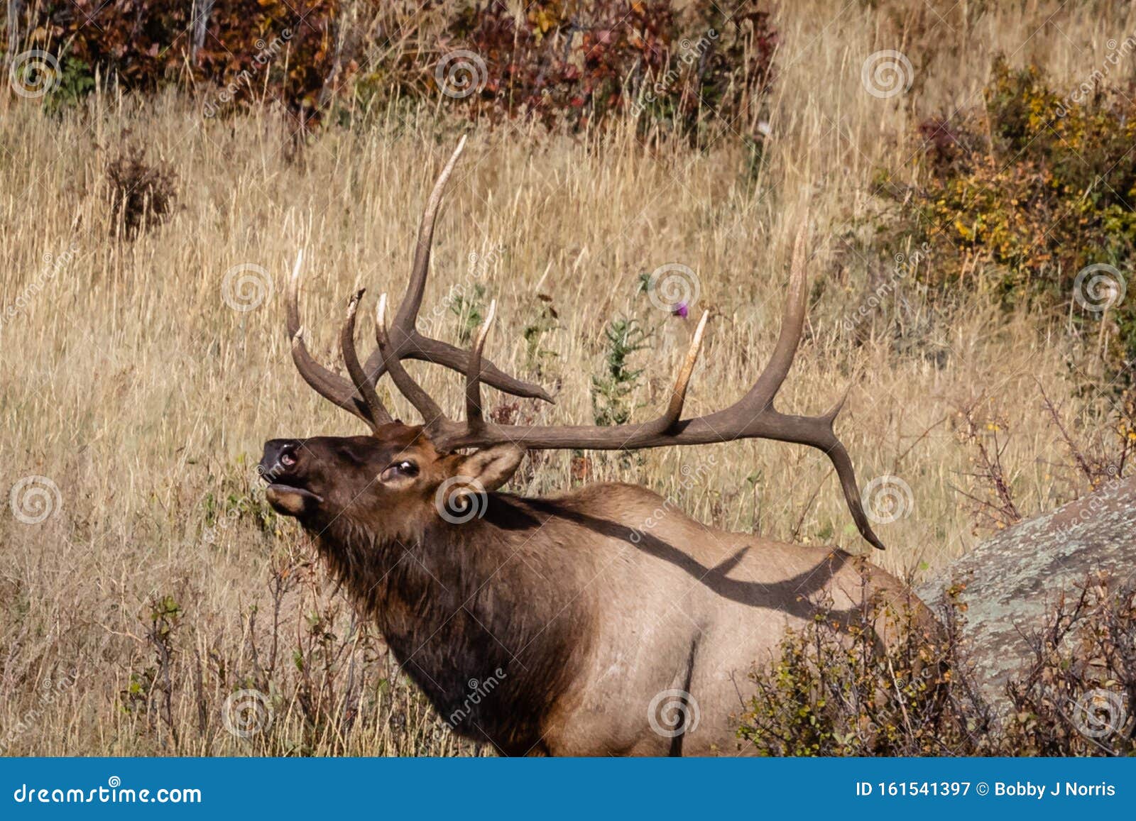 Large Bull Elk Standing and Bugling on a Hillside in Tall Grass Stock ...