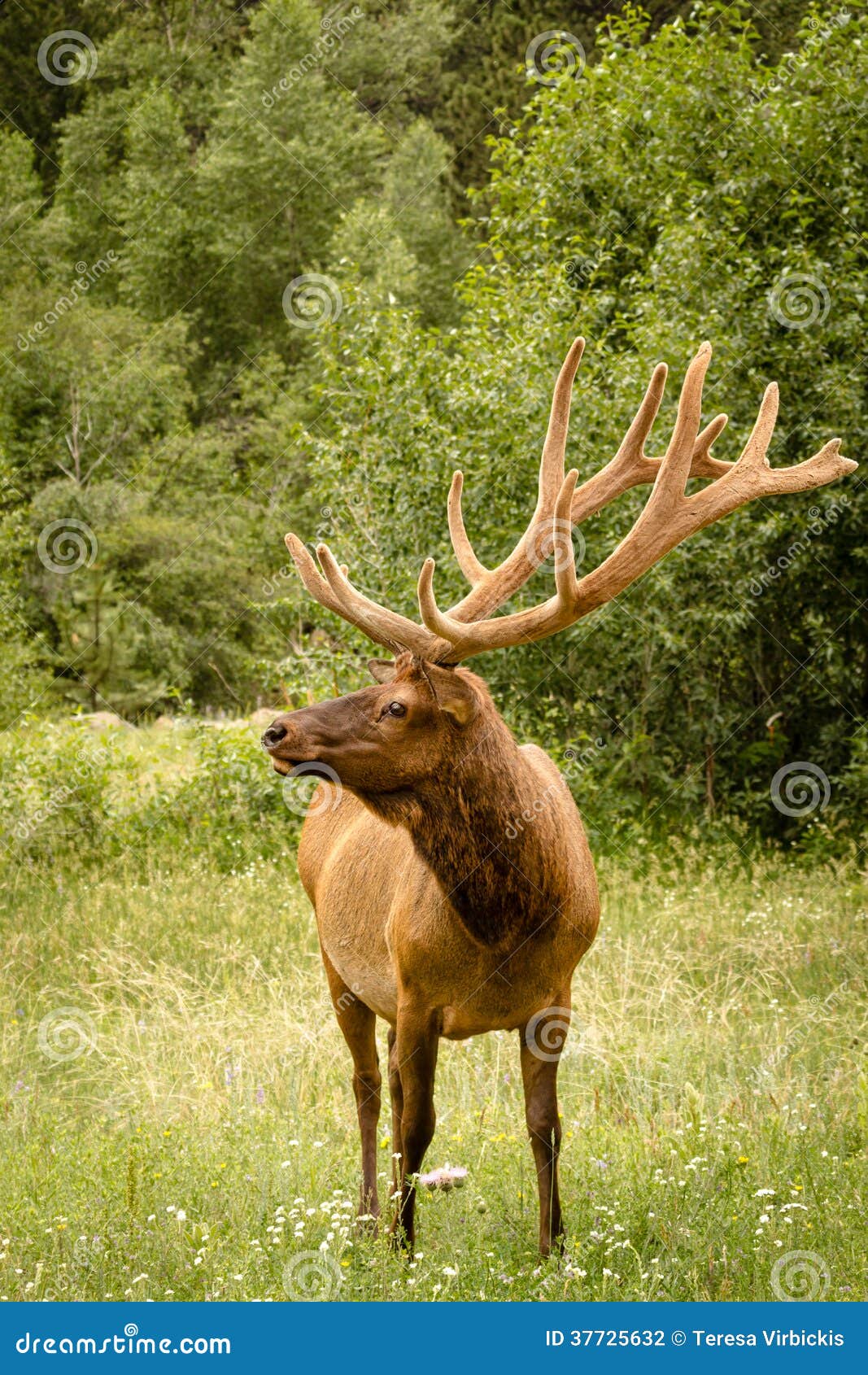 Large Bull Elk Standing in Field with Large Antlers in Full Summer ...