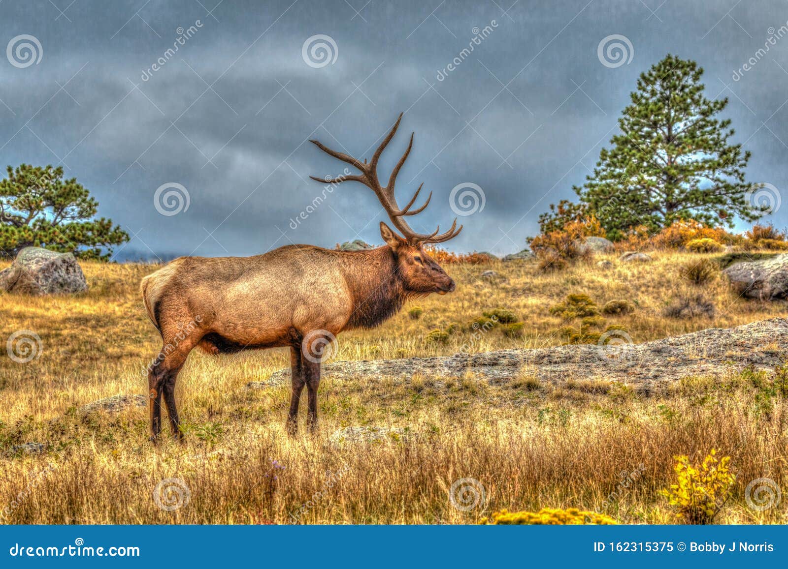 Large Bull Elk Standing on a Hillside in Tall Grass Done in Paint Mode ...