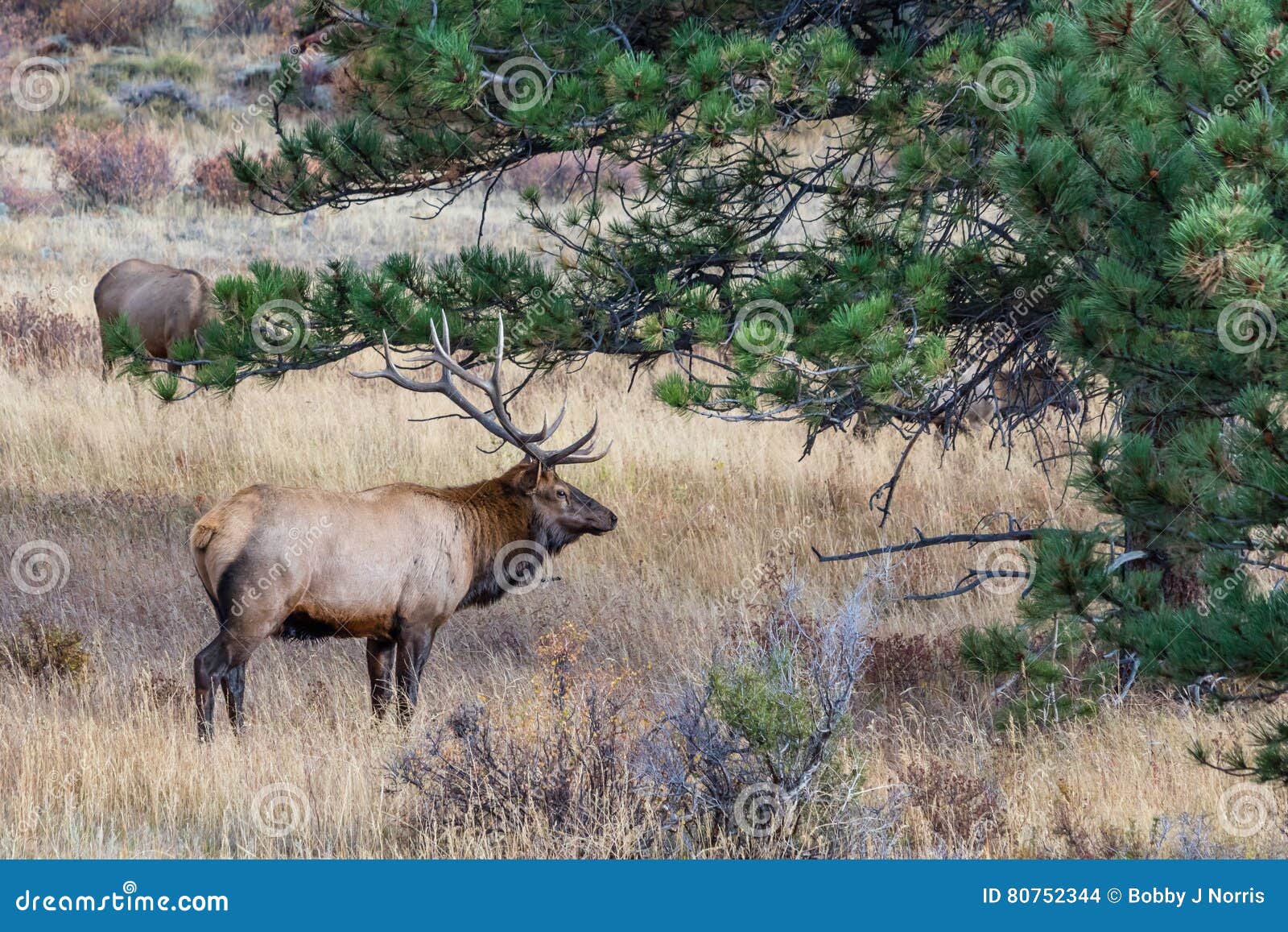 Large 6x6 Bull Elk stock photo. Image of bull, colorado - 80752344