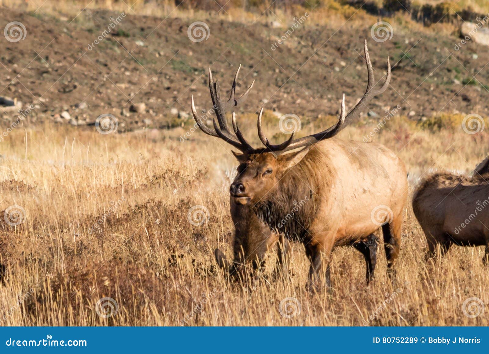 Large 6x6 Bull Elk stock image. Image of mountain, large - 80752289
