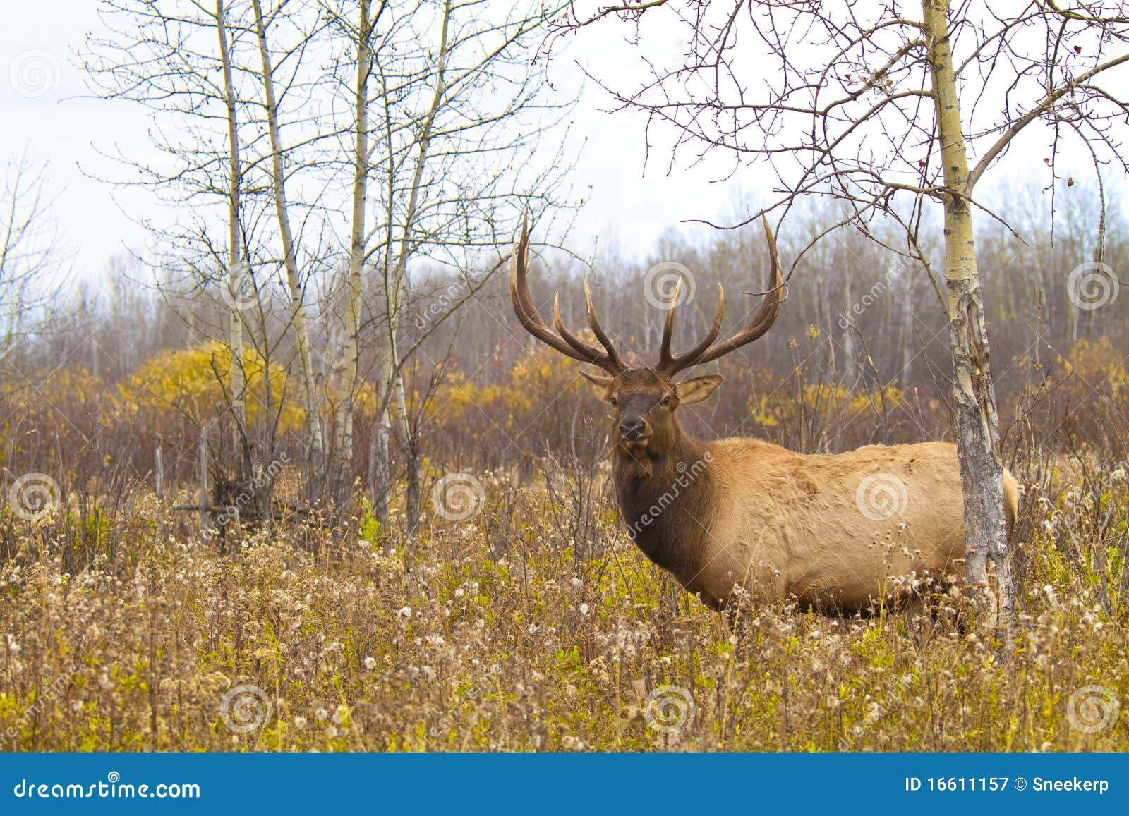 Large Bull Elk in a Weed Field on an Overcast Fall Stock Image - Image ...