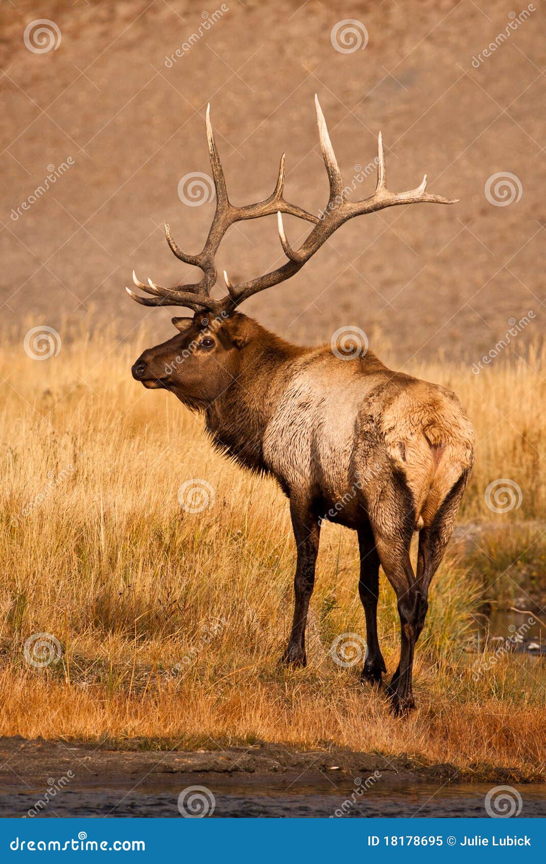 Large Bull Elk, Yellowstone Stock Image - Image of beautiful, national ...