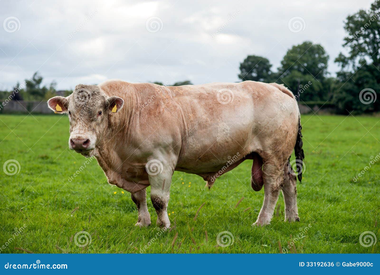 Large bull in a field stock photo. Image of muscular - 33192636
