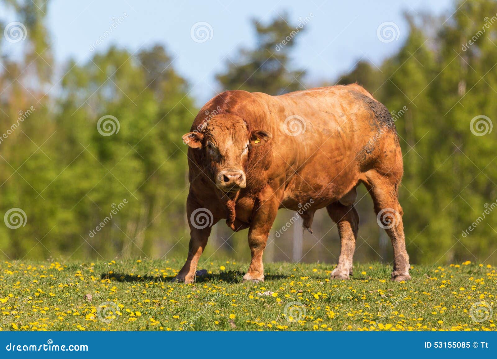 Large bull on a field stock image. Image of farmland - 53155085