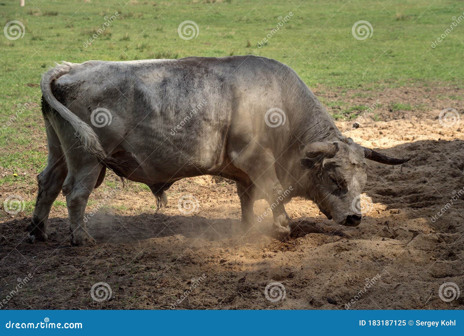 Large bull of Heck cattle stock image. Image of countryside - 183187125