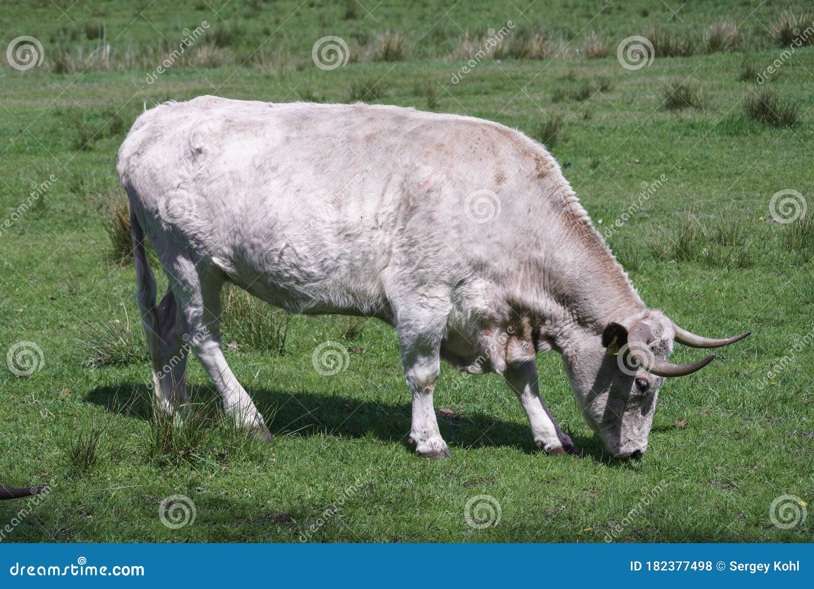 Large bull of Heck cattle stock photo. Image of field - 182377498