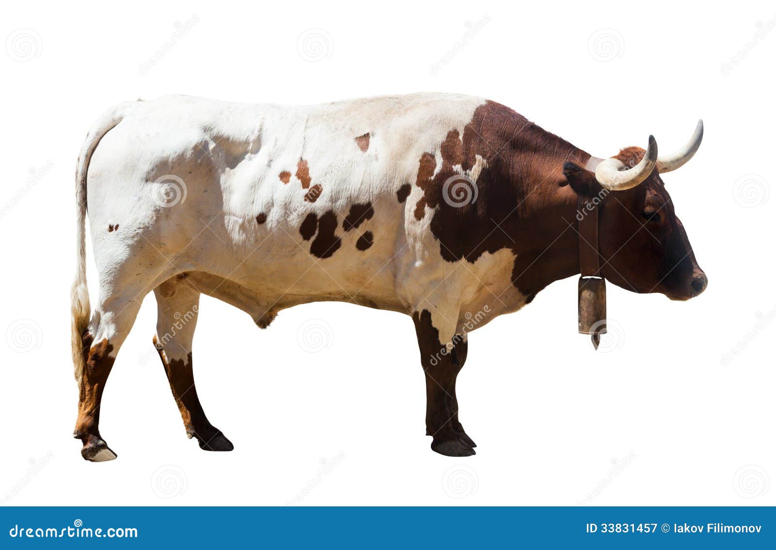 Large Bull, Isolated Over White Background Stock Image - Image of farm ...
