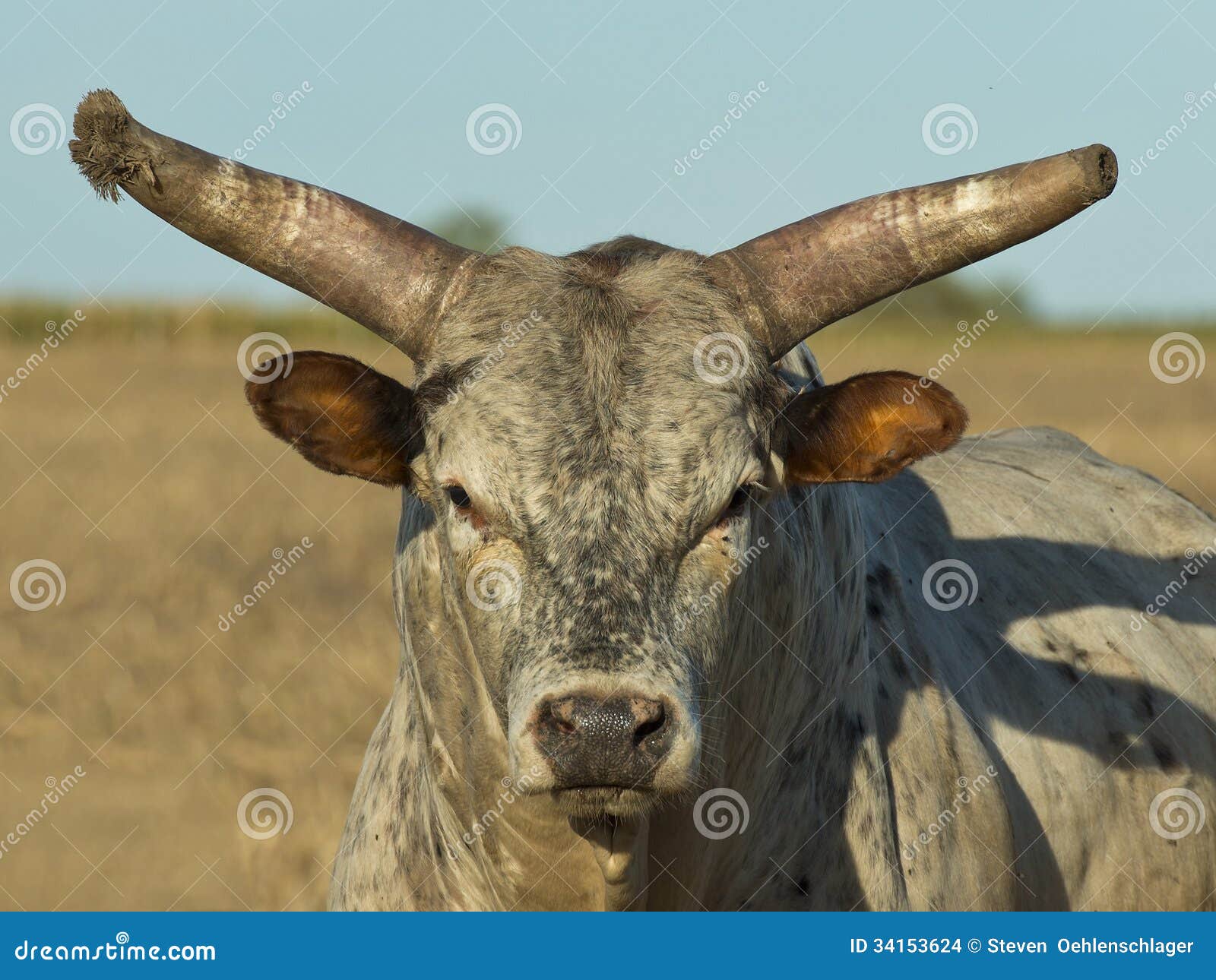 Large Bull stock photo. Image of cattle, mean, tough - 34153624
