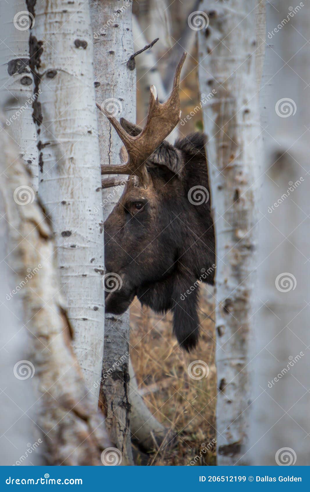 Large Bull Moose Looking between Aspen Trees Stock Image - Image of ...