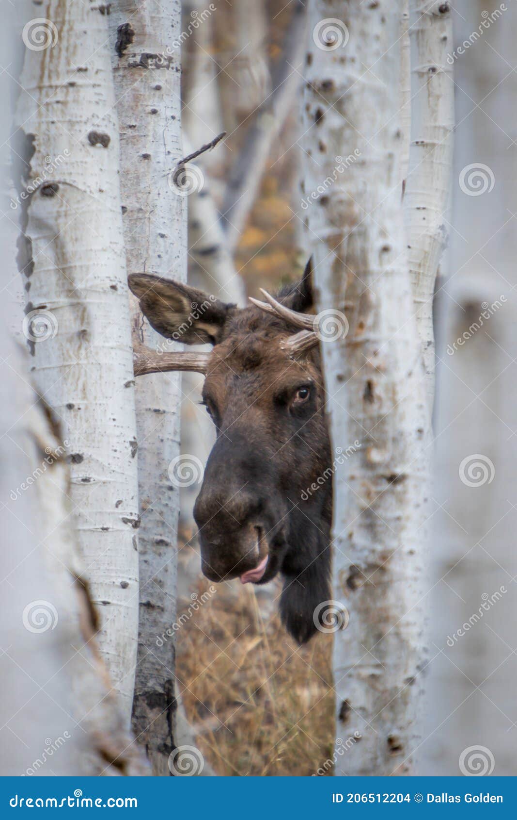 Large Bull Moose Looking between Aspen Trees Stock Photo - Image of ...