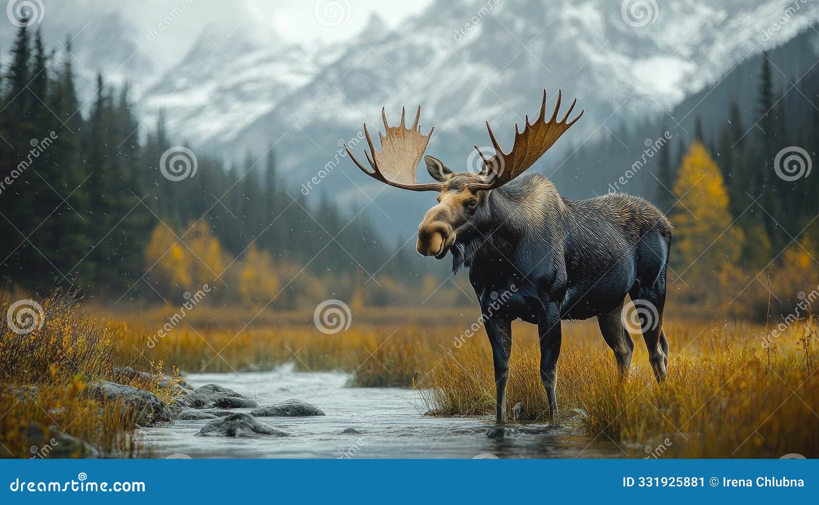 Large Bull Moose Standing In A Field With Mountains In The Background ...
