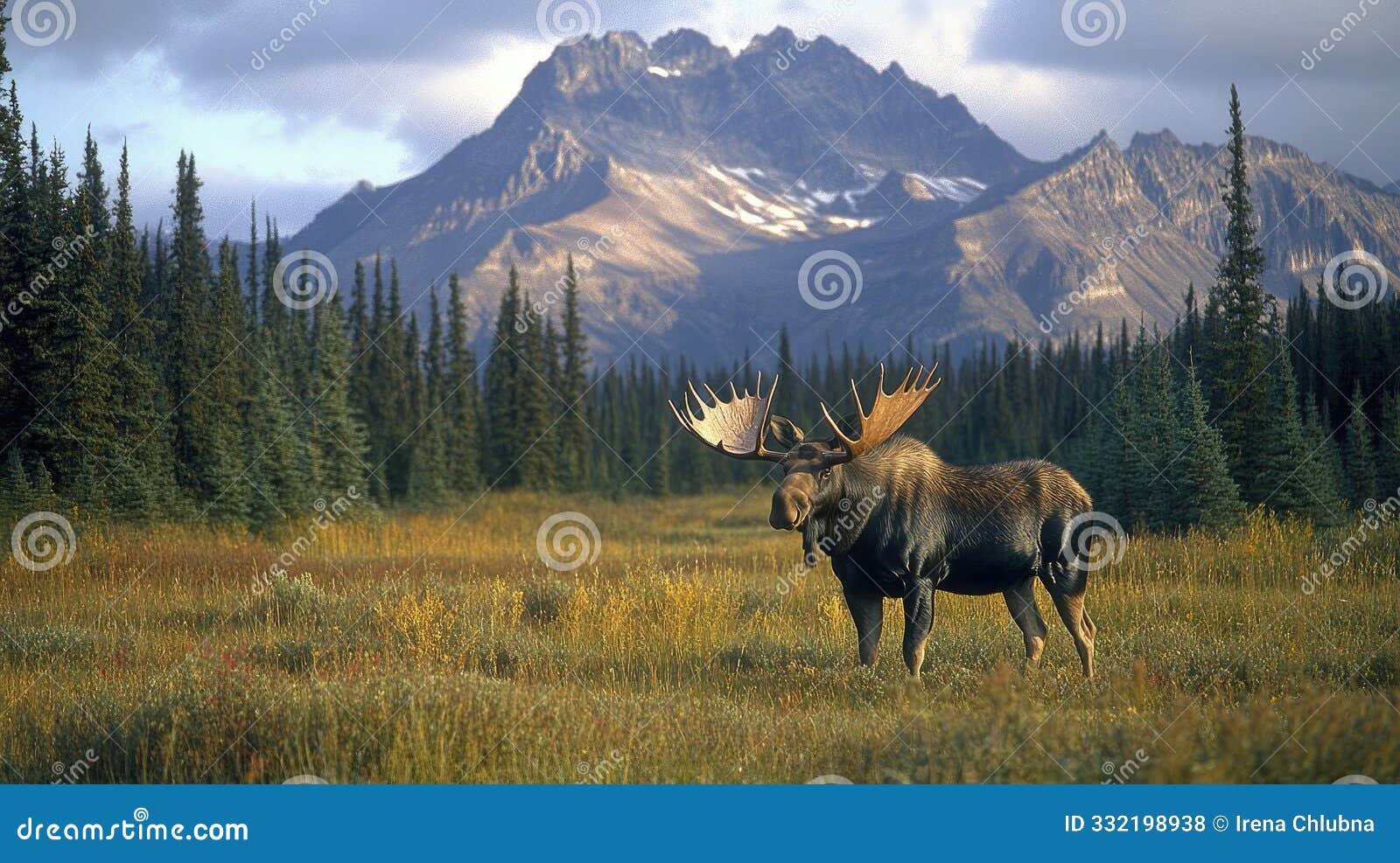 Large Bull Moose Standing In A Field With Mountains In The Background ...