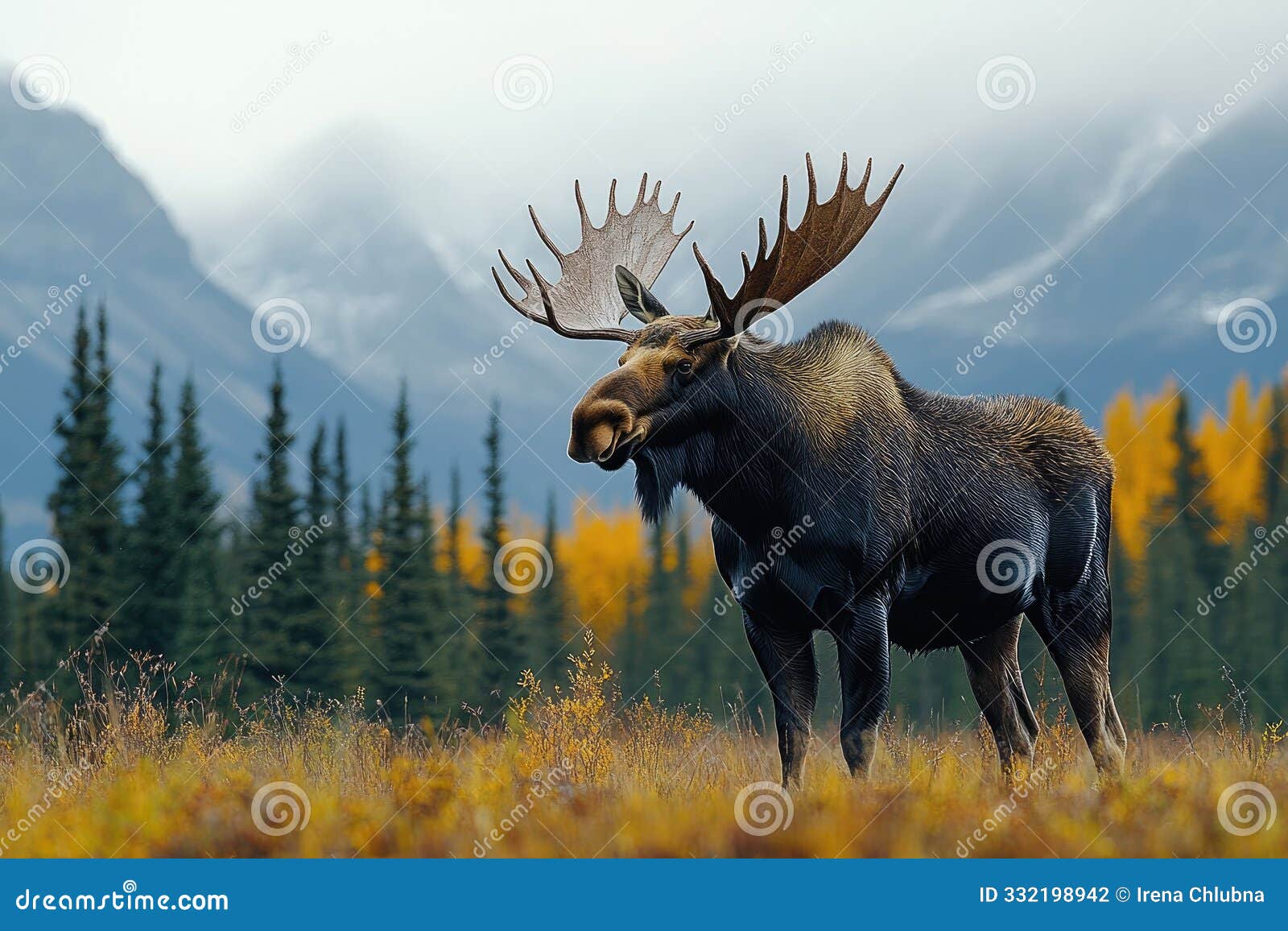 Large Bull Moose Standing In A Field With Mountains In The Background ...