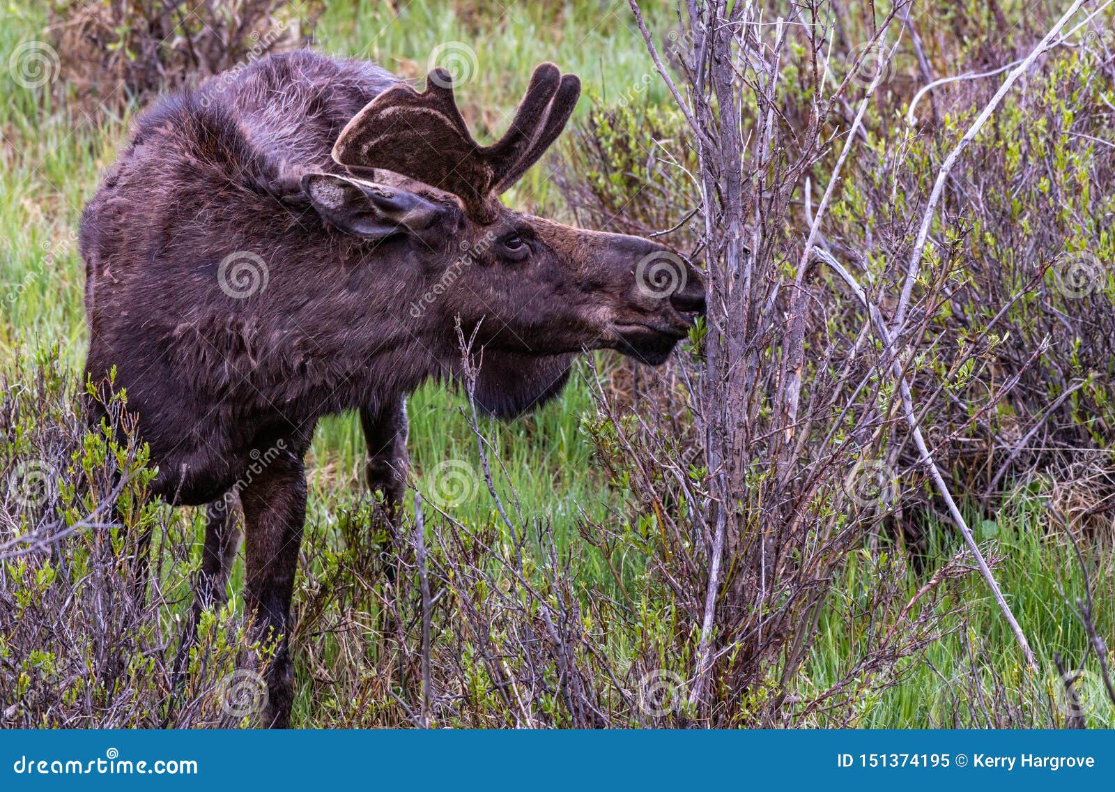 A Large Bull Moose Browsing Foliage Stock Image - Image of game ...