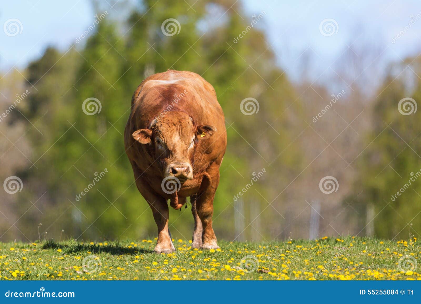 Large bull stock photo. Image of farm, country, countryside - 55255084