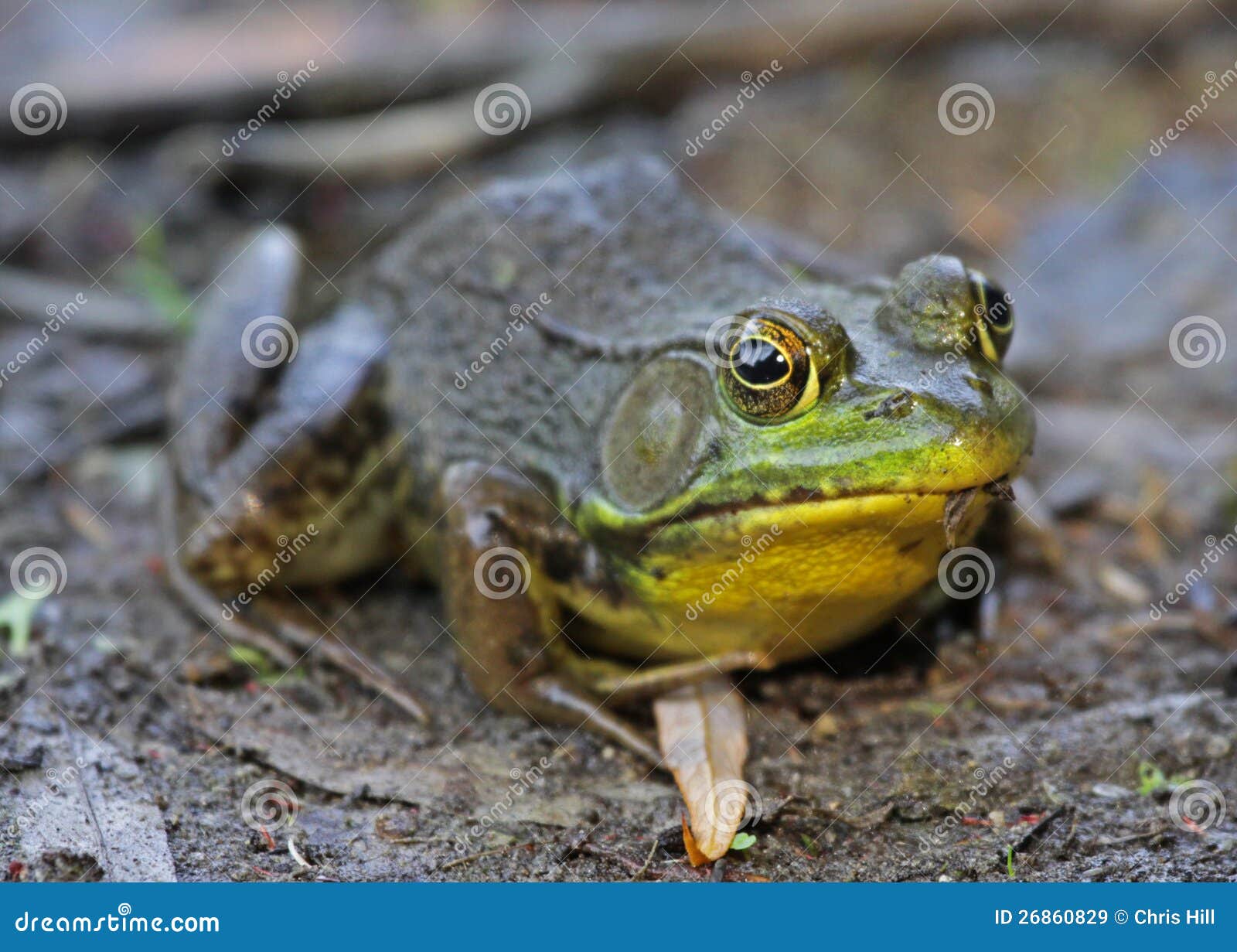Large Bullfrog stock image. Image of canada, ontario - 26860829