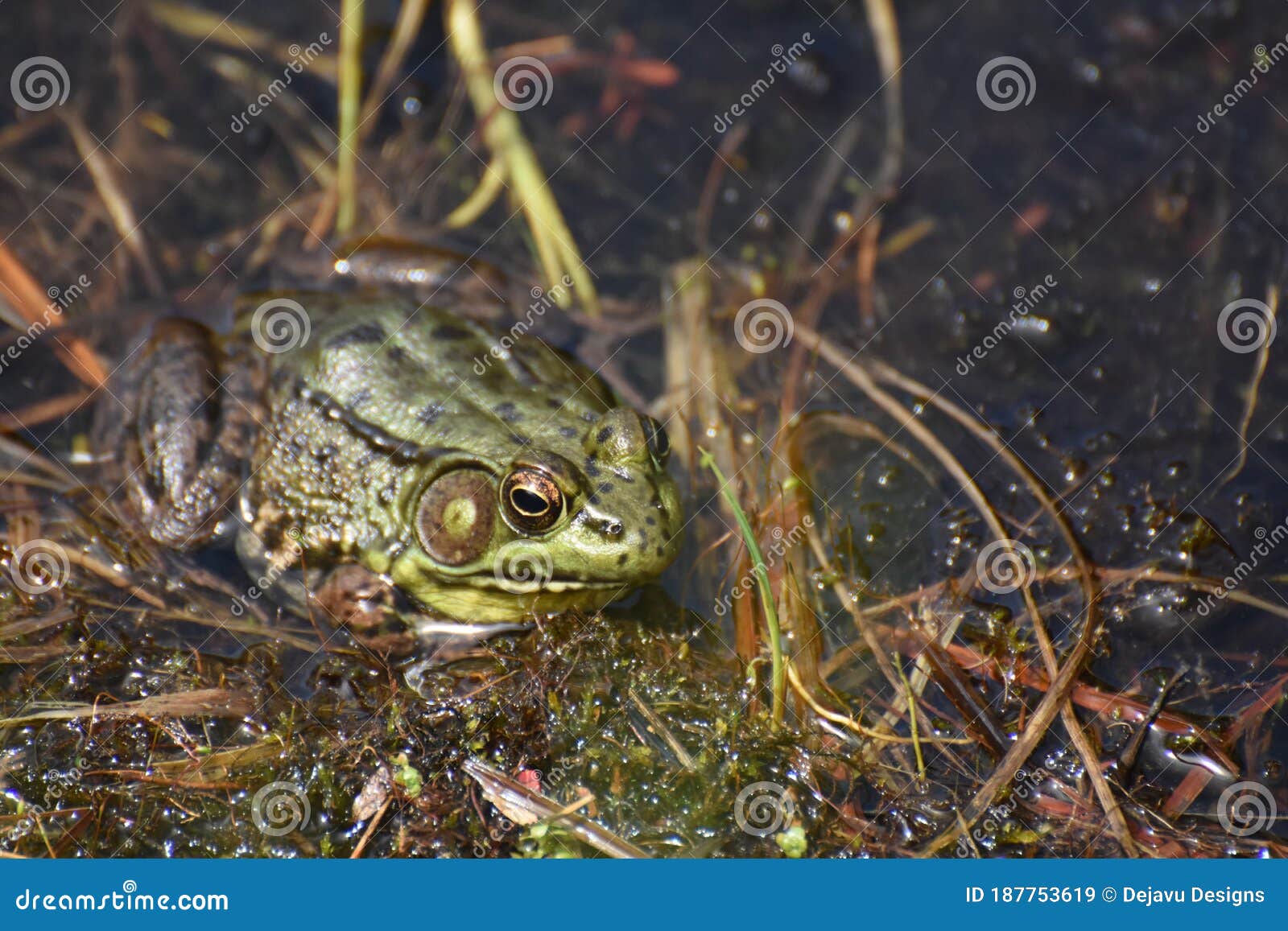 Large Bullfrog Sitting in a Wet Marsh Stock Image - Image of swamp ...