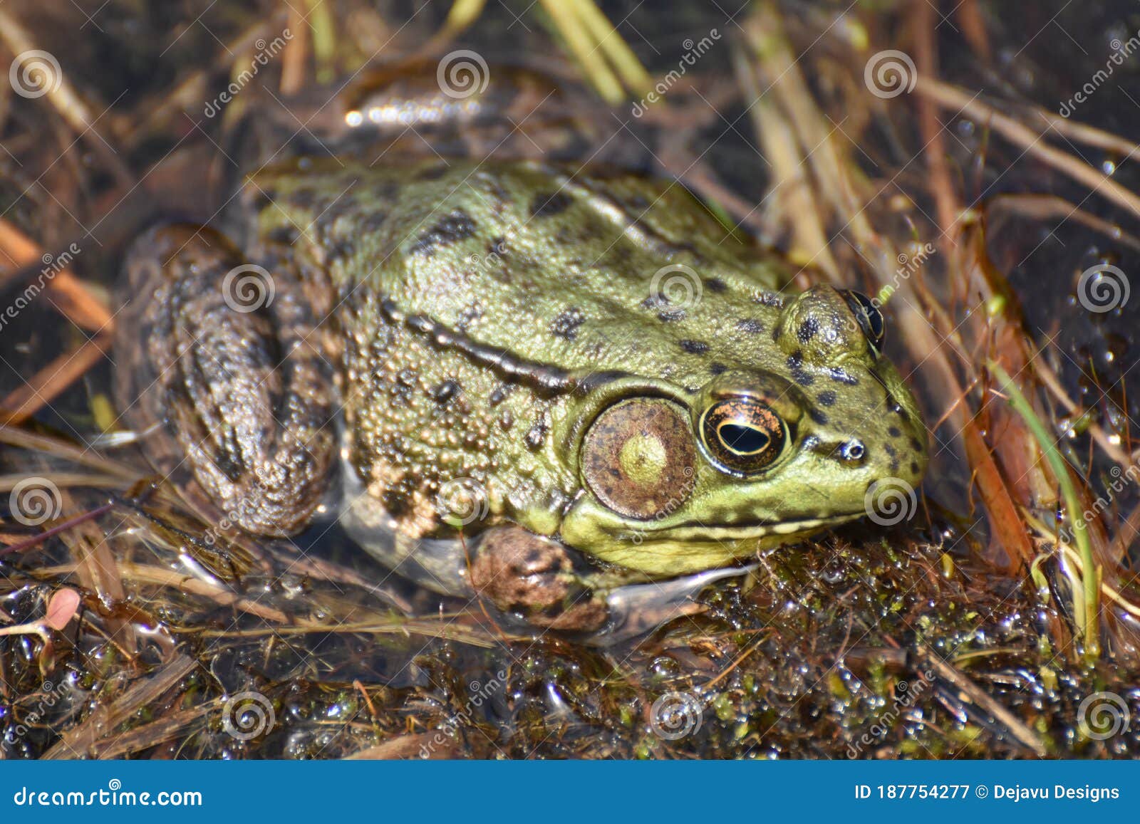 Large Bullfrog in a Wetland Marsh in the Spring Stock Image - Image of ...