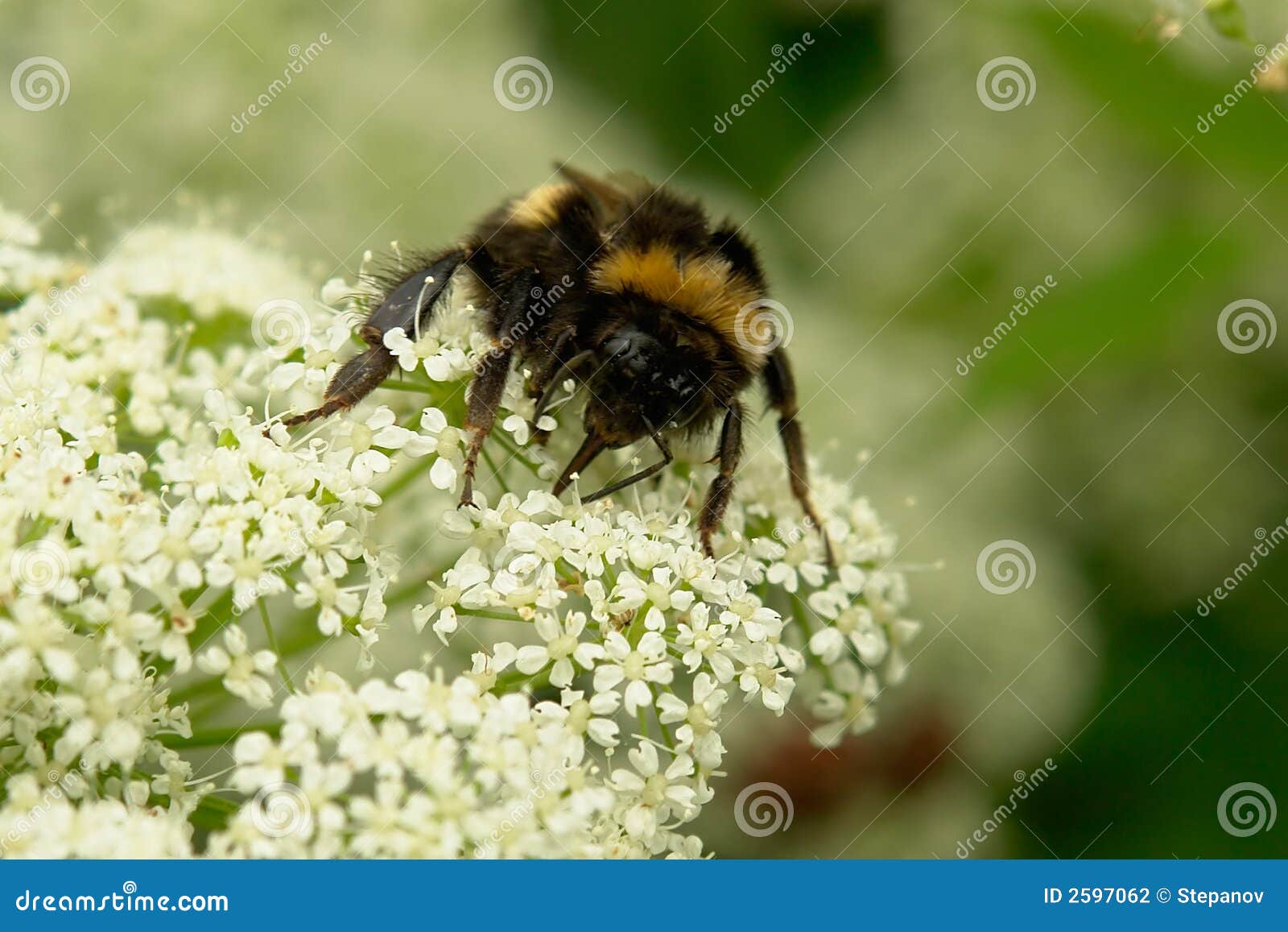 Large bumblebee stock photo. Image of queen, flying, poisonous - 2597062