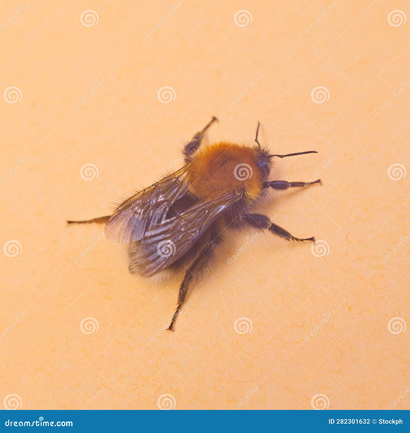 Large Bumblebee on Beige Background. Macro. Close Up Stock Photo ...