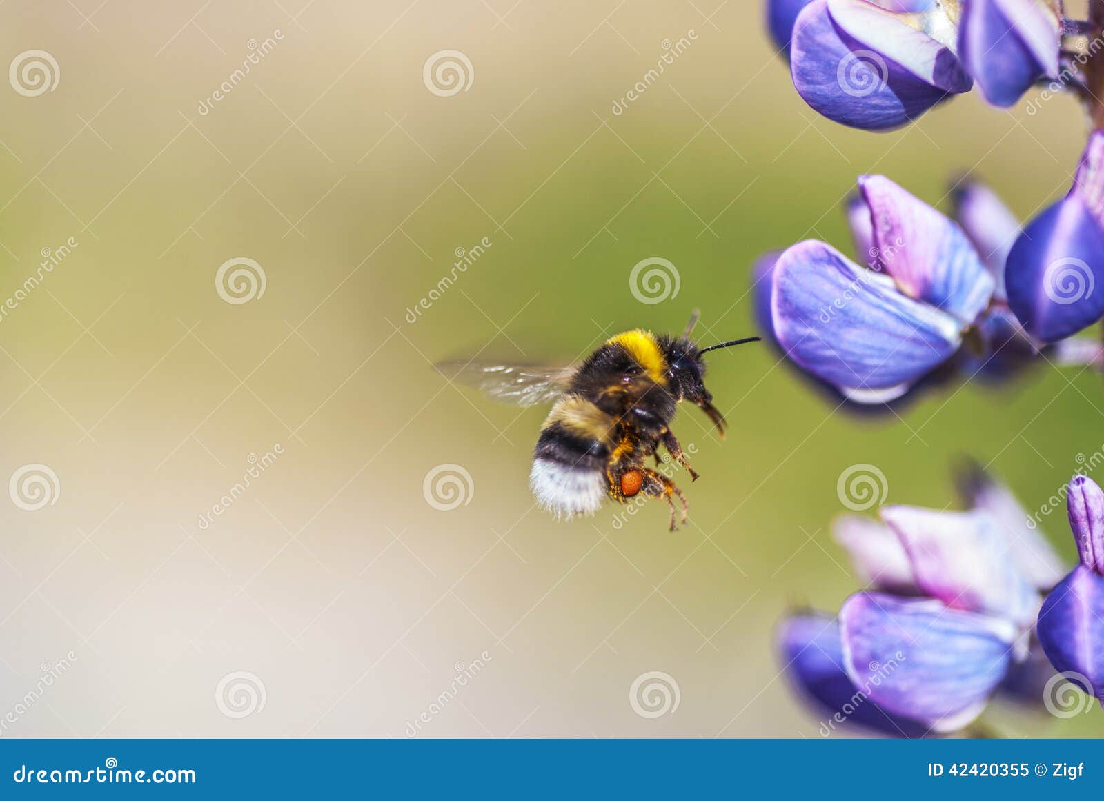Large bumblebee stock image. Image of beauty, natural - 42420355