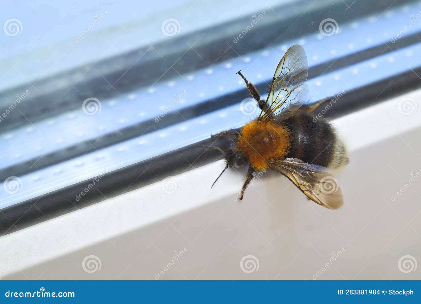 A Large Bumblebee on a Home Windowsill Stock Photo - Image of close ...