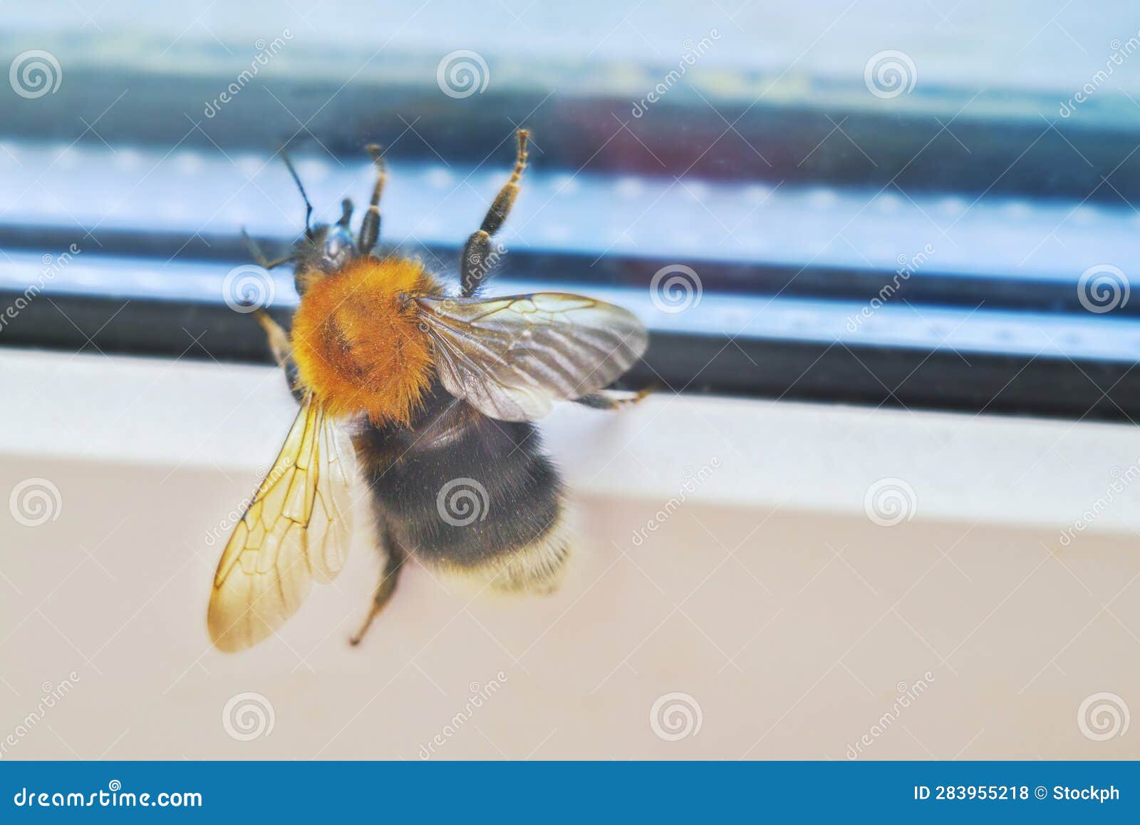 A Large Bumblebee on a Home Windowsill Stock Photo - Image of wing ...