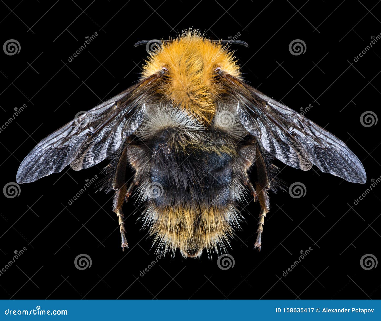 Large Bumblebee Top View on Black Stock Image - Image of wing, fluffy ...