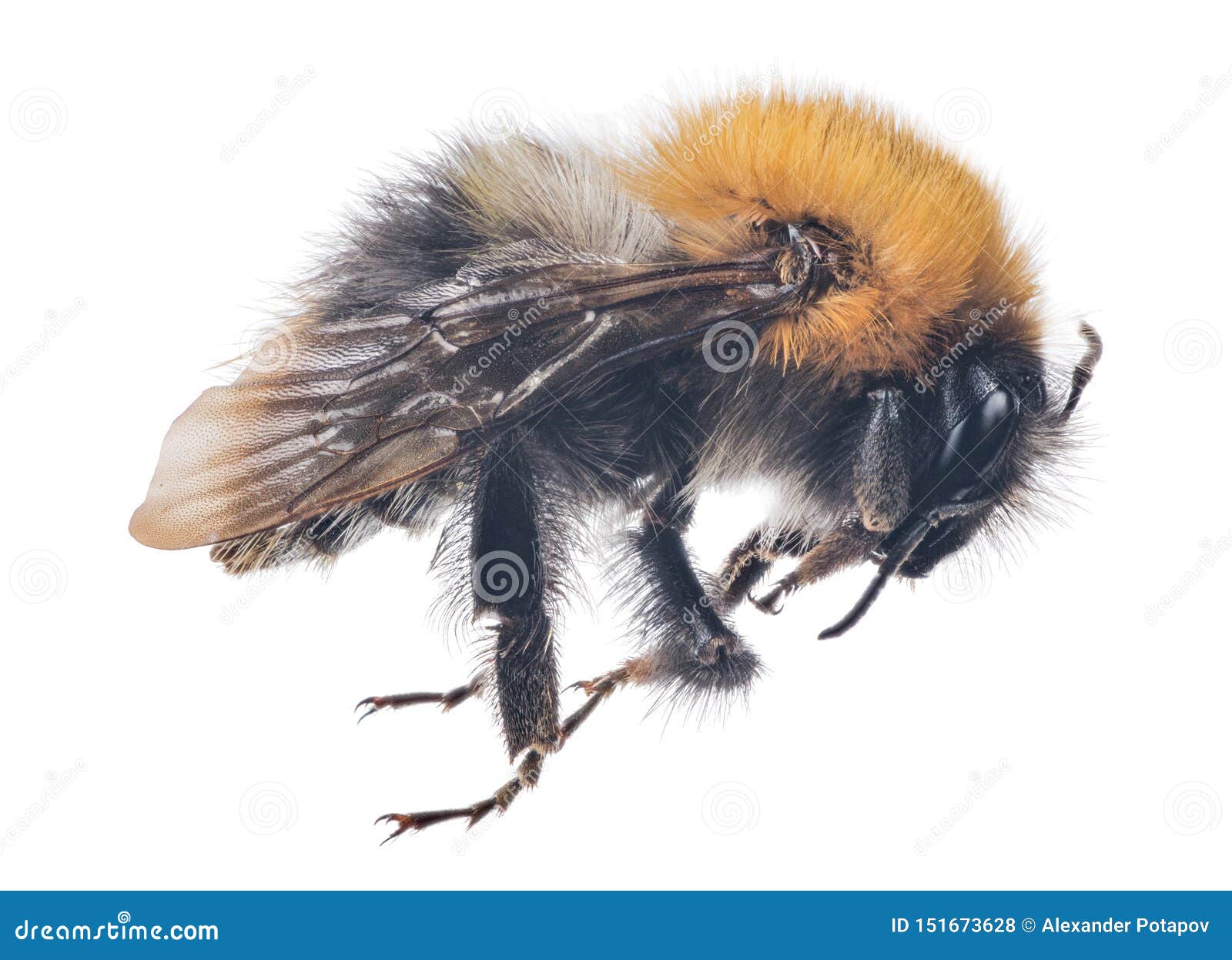 Large Bumblebee Isolated on White Stock Photo - Image of wildlife ...