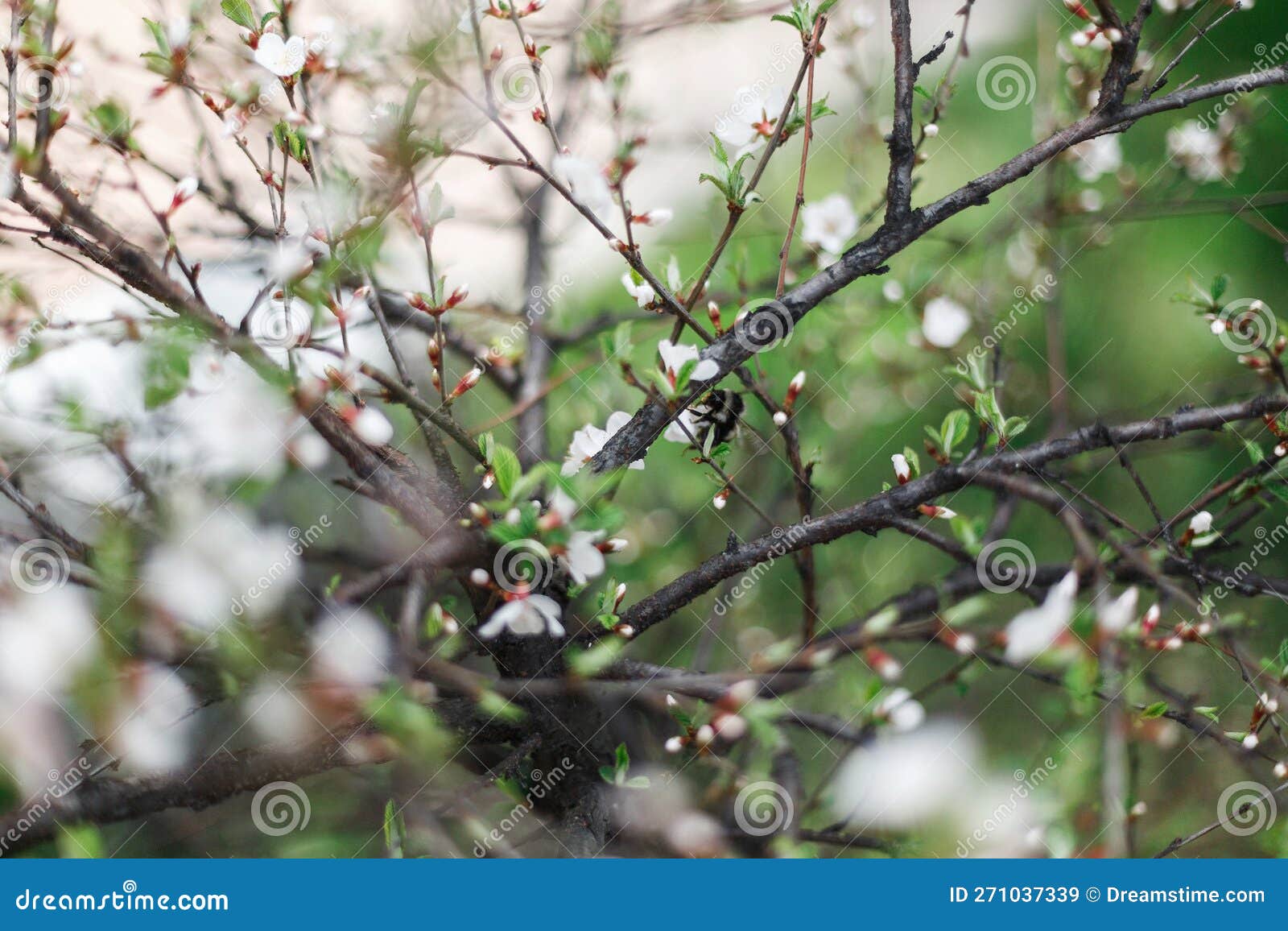 A Large Bumblebee Pollinates Flowering Cherry in Spring Stock Image ...