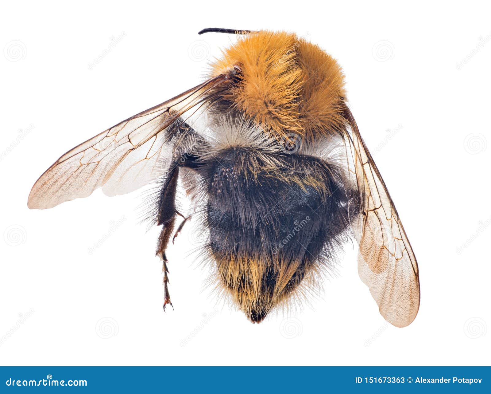 Large Bumblebee Top View Isolated on White Stock Image - Image of ...