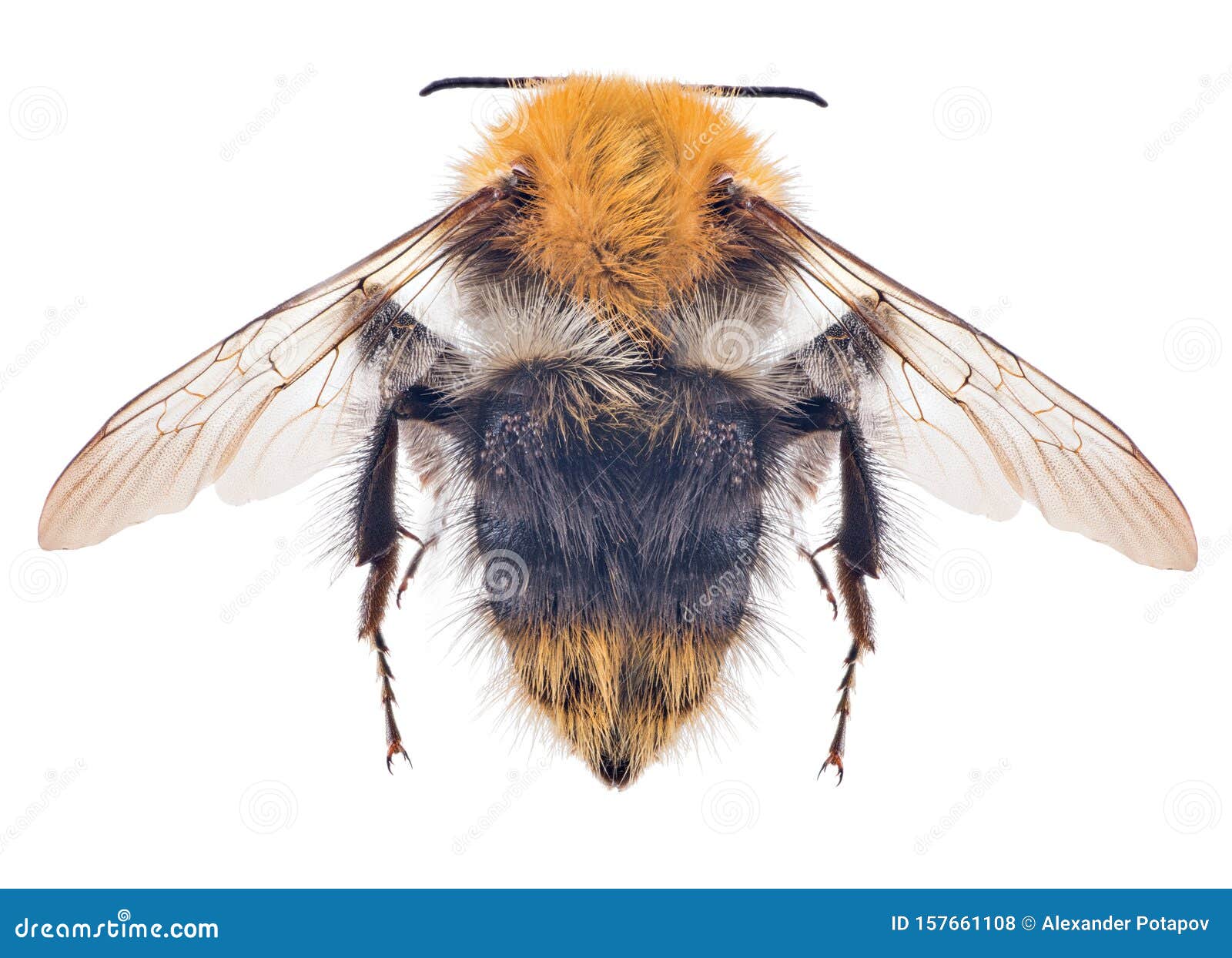 Large Bumblebee Top View on White Stock Photo - Image of wing ...