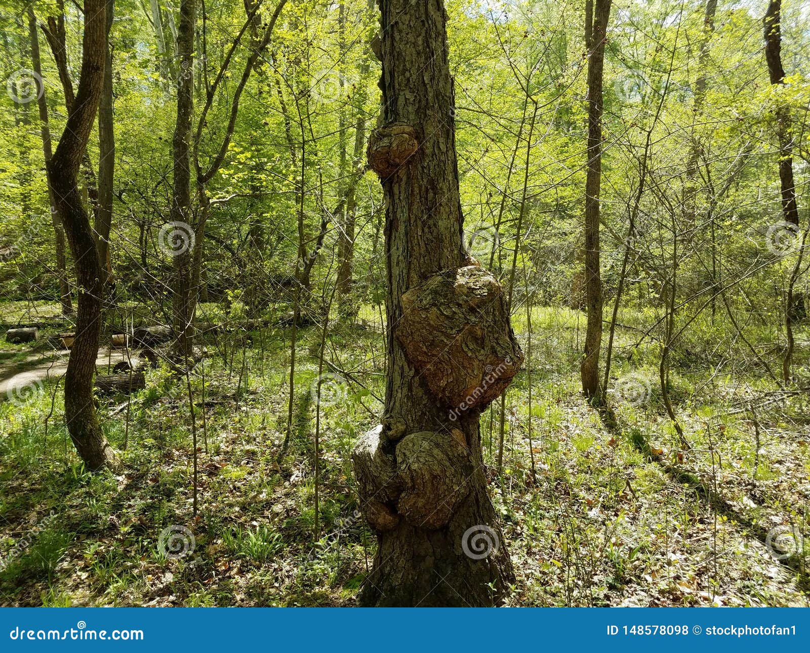 Large Bumps or Knots on Tree Trunk in Forest Stock Photo - Image of ...