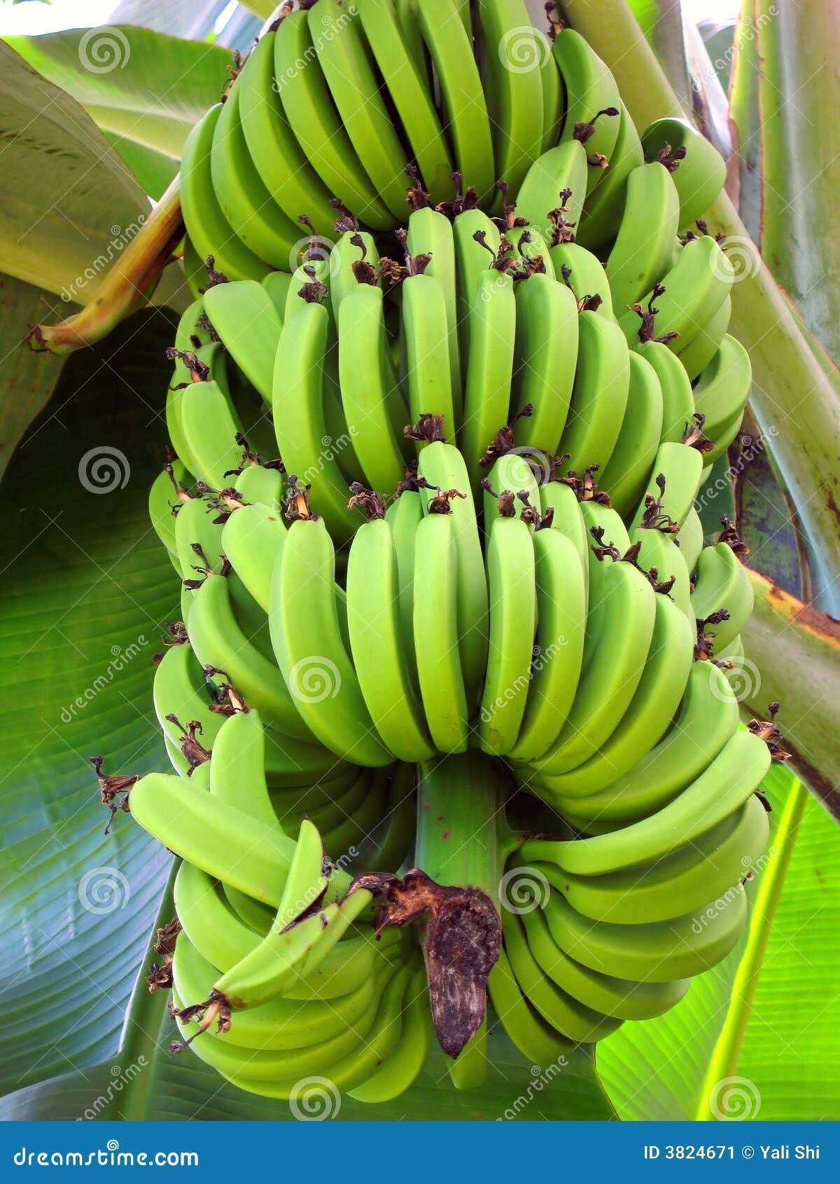 Large Bunch of Bananas stock image. Image of skin, stem - 3824671