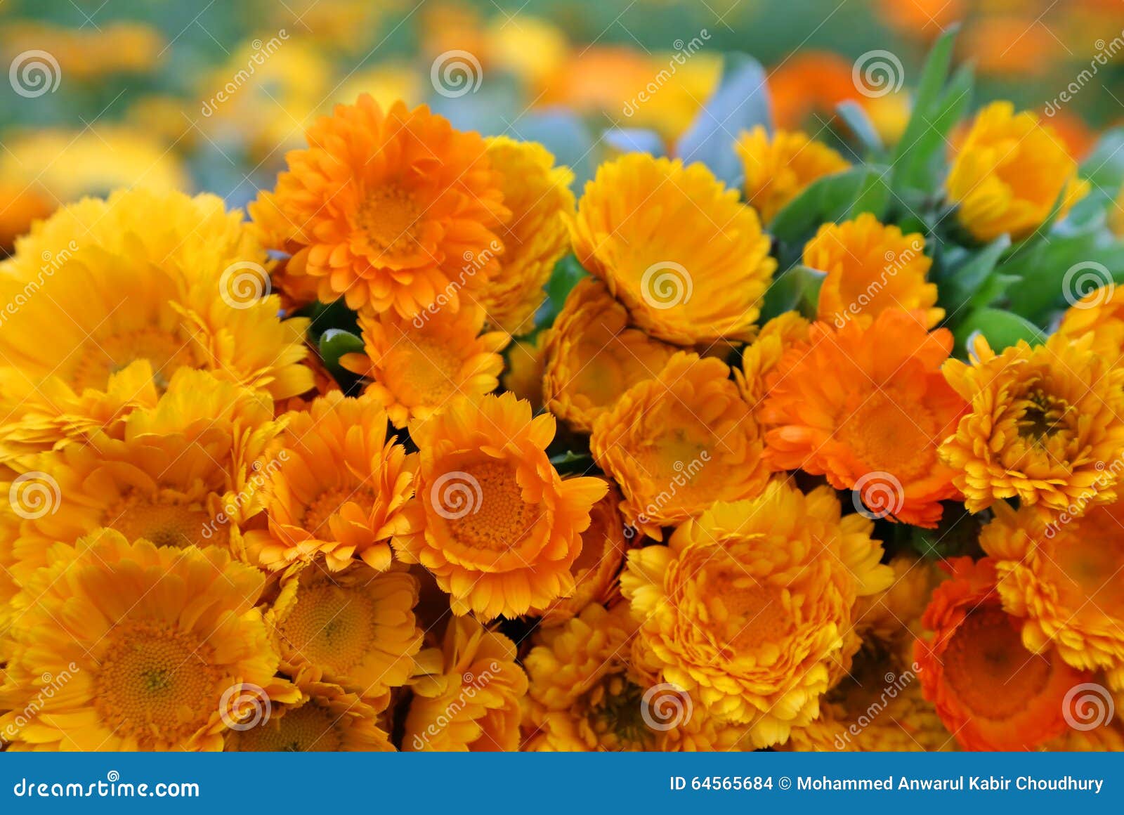 Large bunch of calendula stock photo. Image of color - 64565684