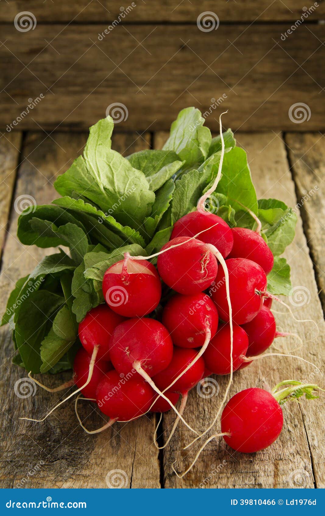 Large Bunch of Fresh Radish Stock Photo - Image of bundle, bunch: 39810466