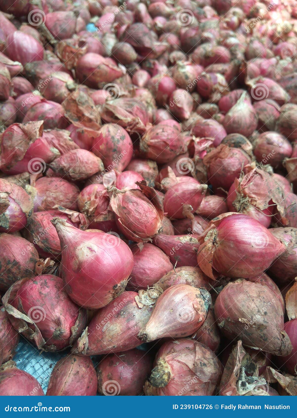 A Large Bunch of Fresh Red Onions Stock Photo - Image of dish, flower ...