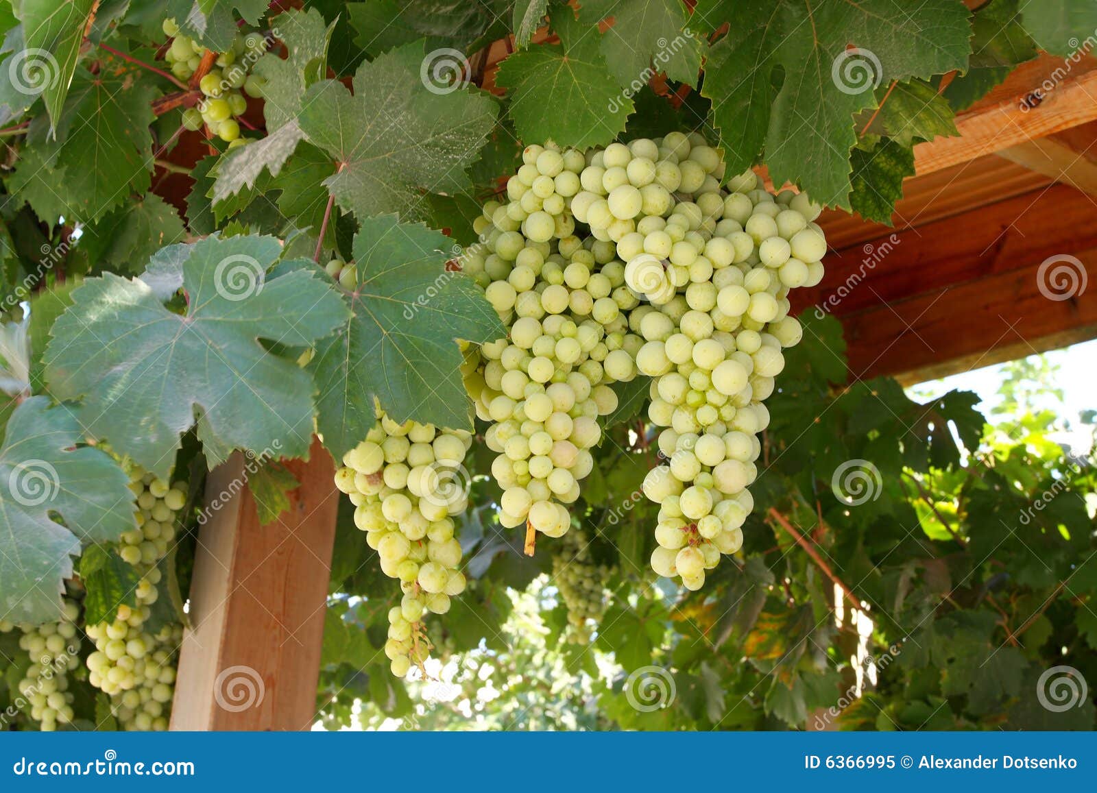 A large bunch of grapes stock image. Image of valley, ripe - 6366995