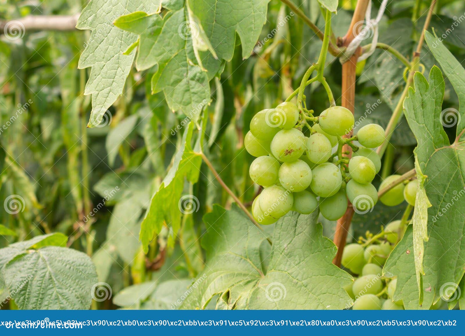 A Large Bunch of Green Grapes Growing on a Vine. Ripe Grapes Stock ...