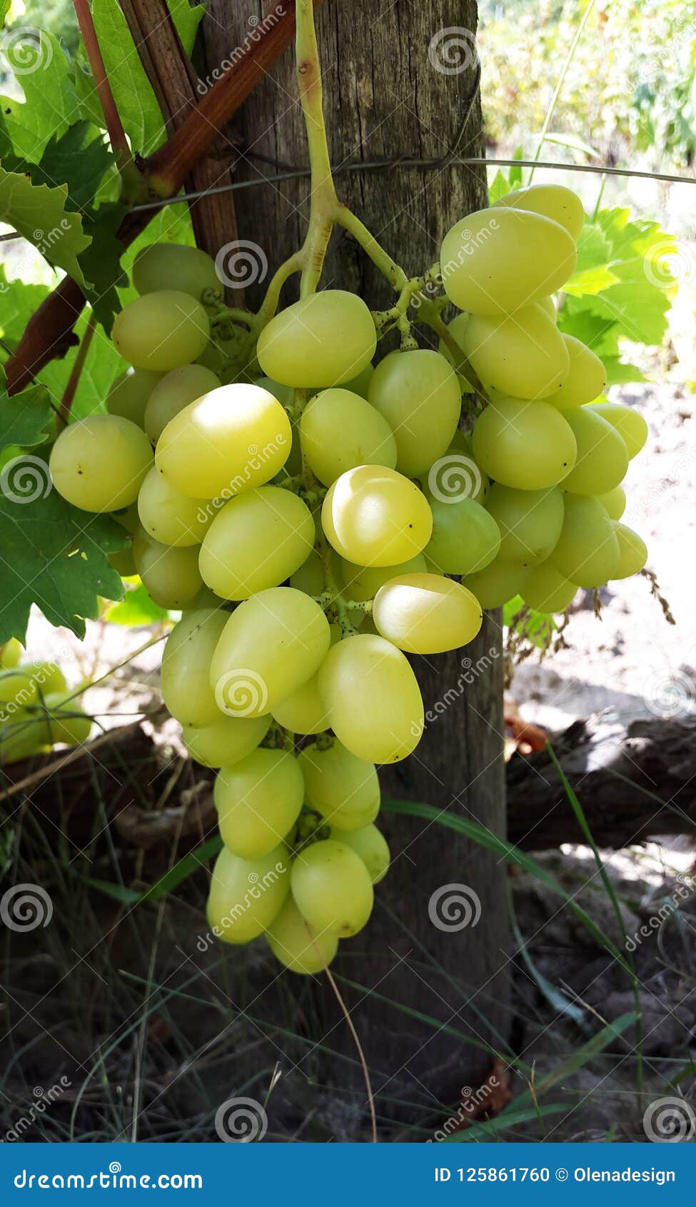 Large Bunch of Light Green Grapes in Garden Stock Photo - Image of ...