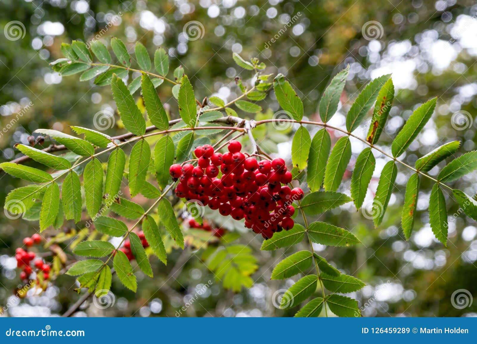 Red Berries on Tree Branch stock image. Image of growing - 126459289