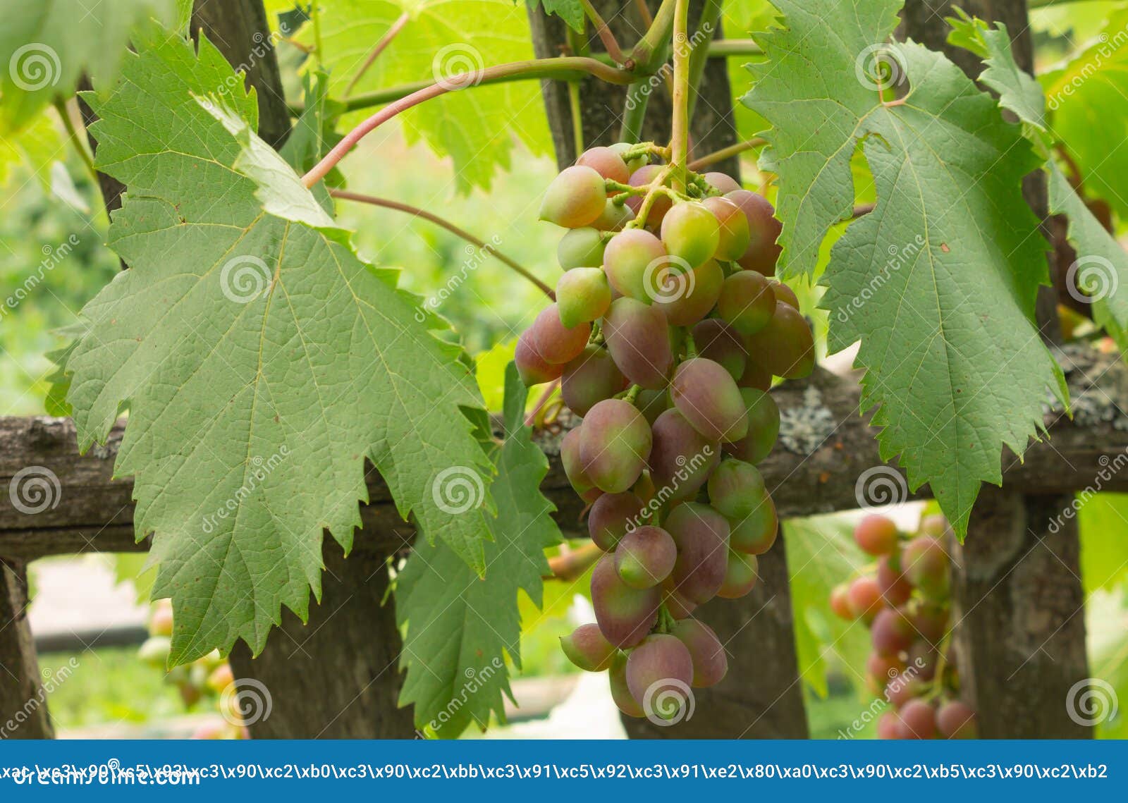 A Large Bunch of Red Grapes Growing on a Vine. Ripe Grapes Stock Image ...