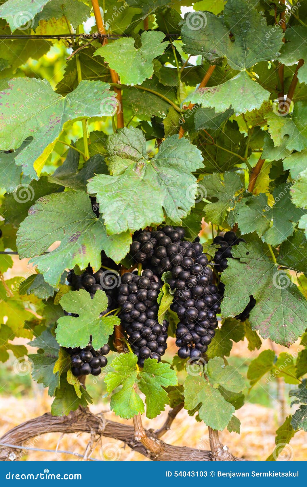 Large Bunches of Wine Grape Stock Image - Image of vine, season: 54043103