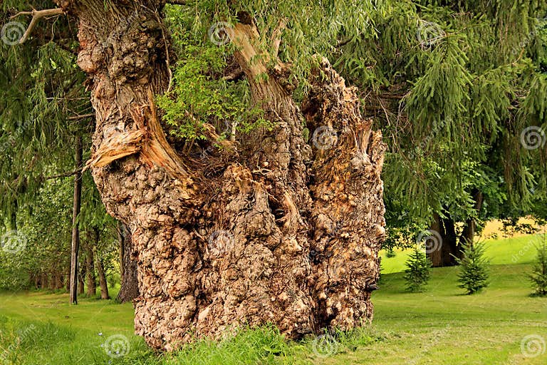 Large Burl Covered WillowTree Stock Image - Image of grounds, rural ...