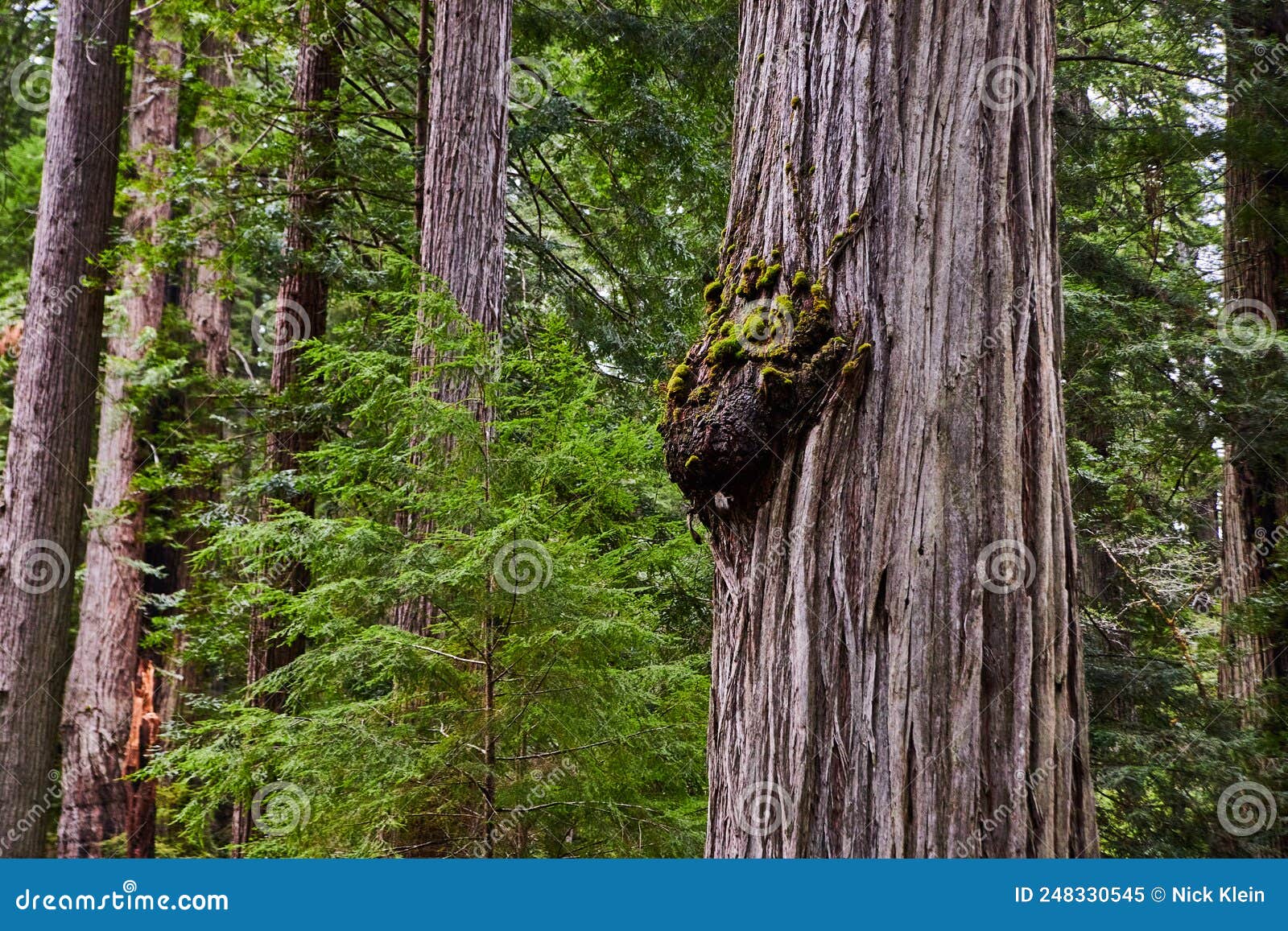 Large Burl Tree Knot on Ancient Redwood Tree in Forest Stock Image ...