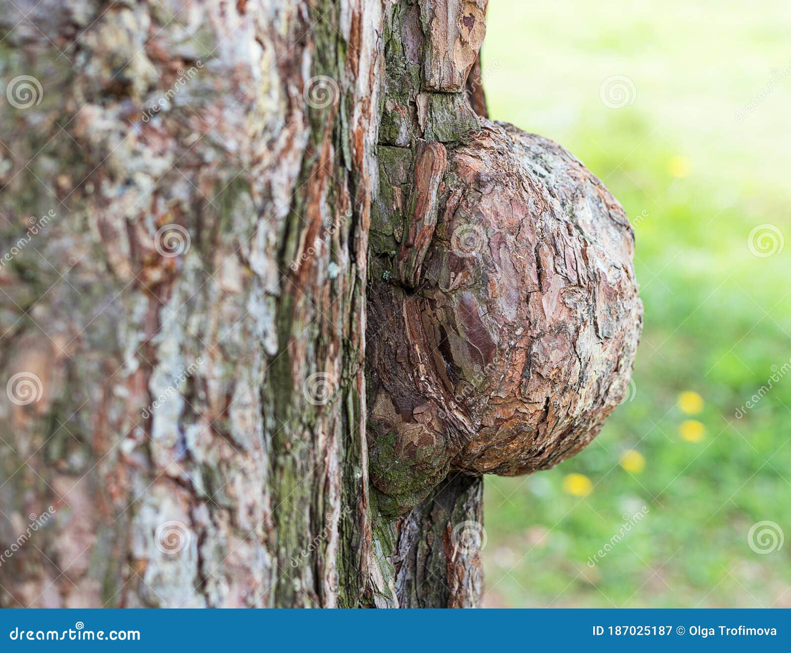 Large burl on a tree trunk stock image. Image of pine - 187025187