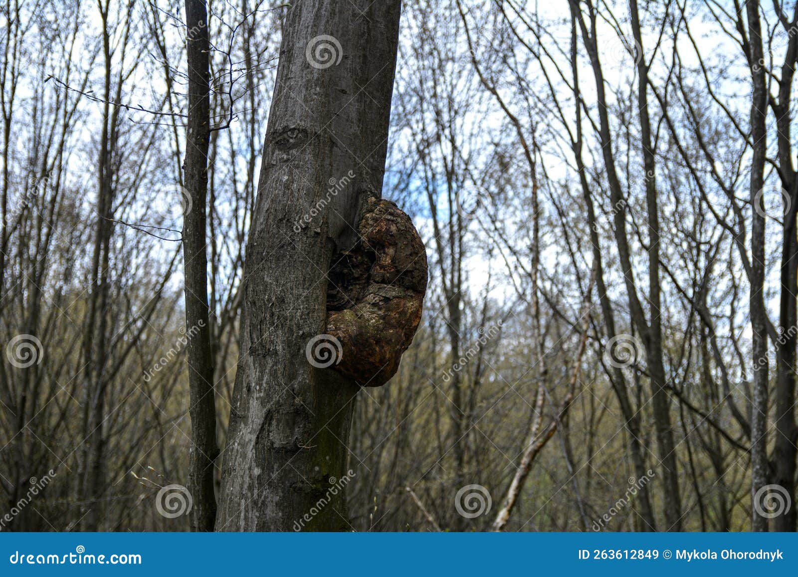 A Large Burr or Burl on the Trunk of a Birch in the Forest Stock Image ...