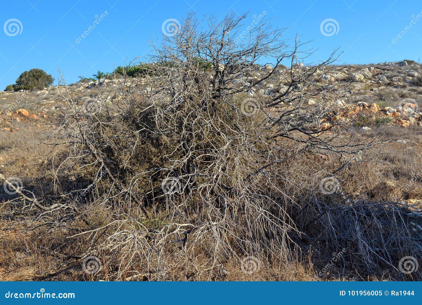 Large bush of dry plants stock image. Image of buckwheat - 101956005