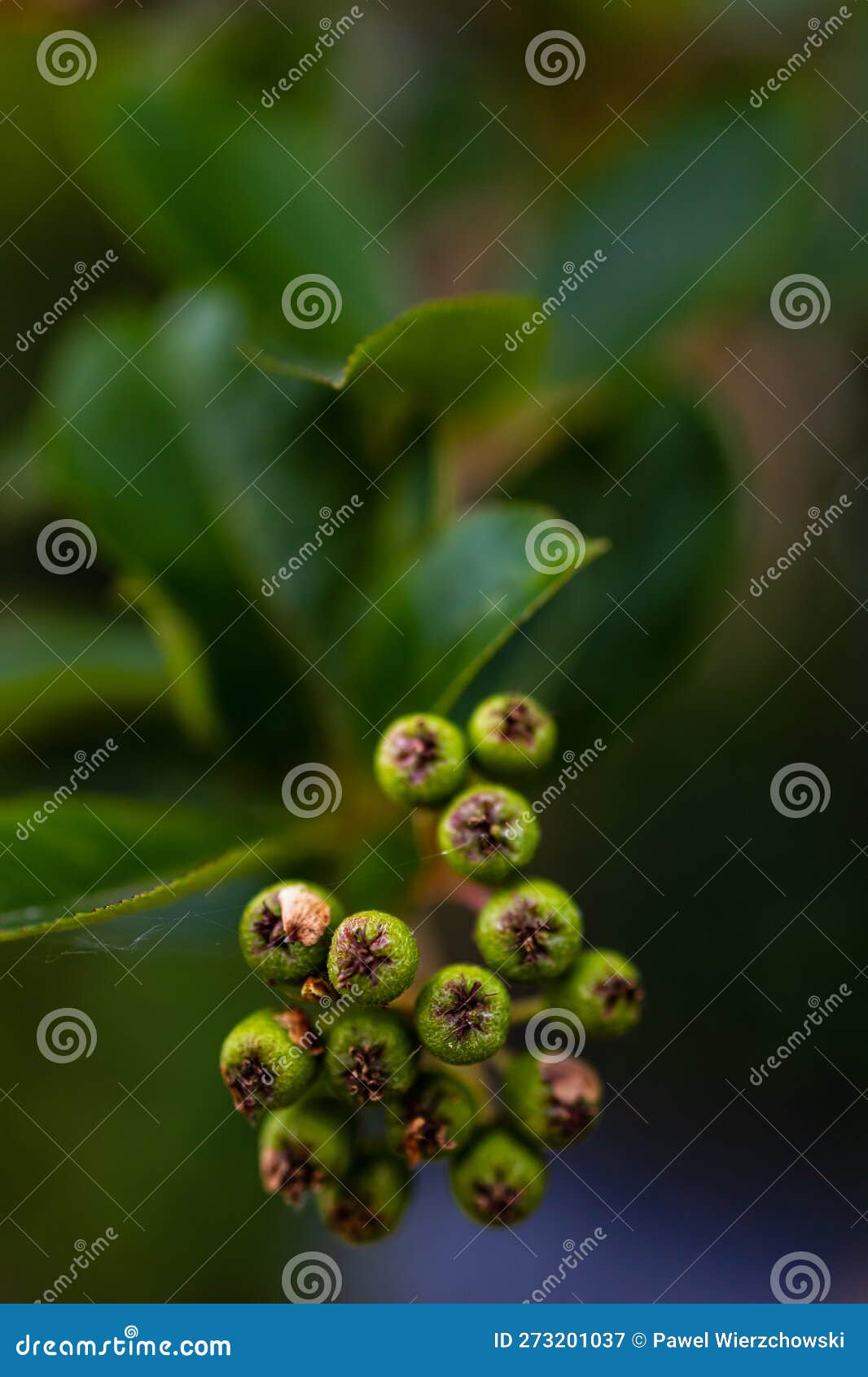A Large Bush Full of Tiny Balls and Leaves Stock Image - Image of ...